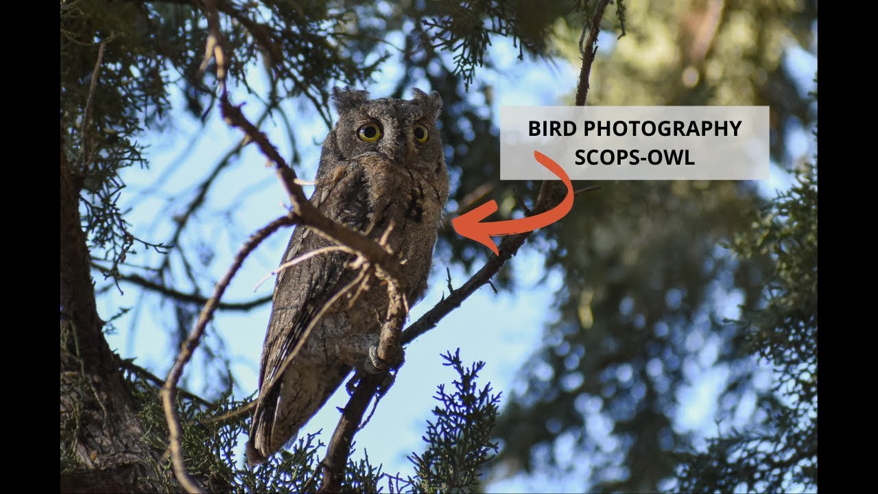 Eurasian scops-owl - Γκιώνης (Otus scops) //BIRD PHOTOGRAPHY - YouTube