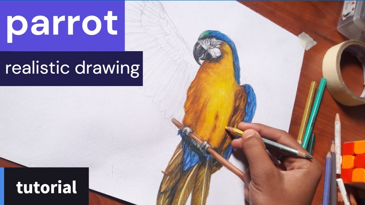 How To Draw parrot 😍 Step By Step Tutorial 🔥 | Rudra arts #birds # ...
