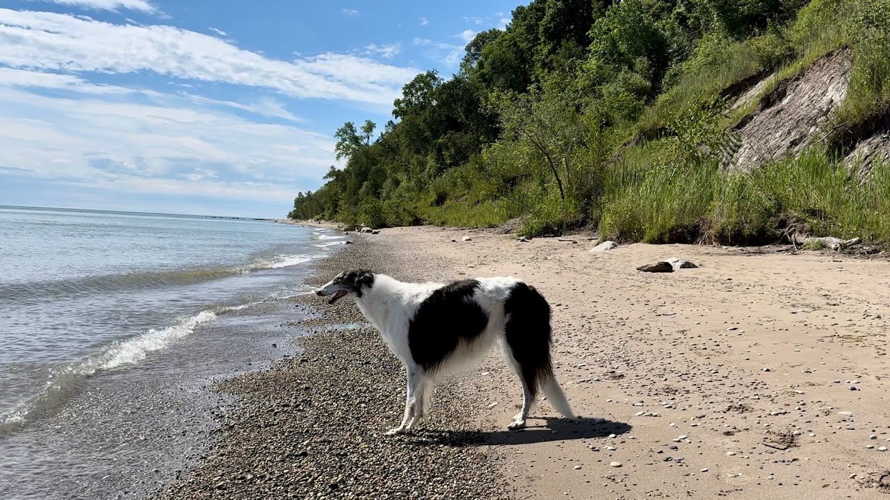 borzoi cryptid spotted on lake michigan beach - YouTube
