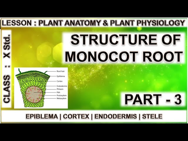 Roots Monocot Plant Anatomy
