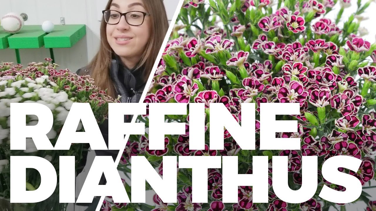 JFTV: Raffine Dianthus from Colombia with Ashley - YouTube