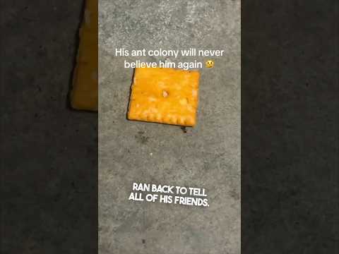 Can Ants Survive After Being Squished