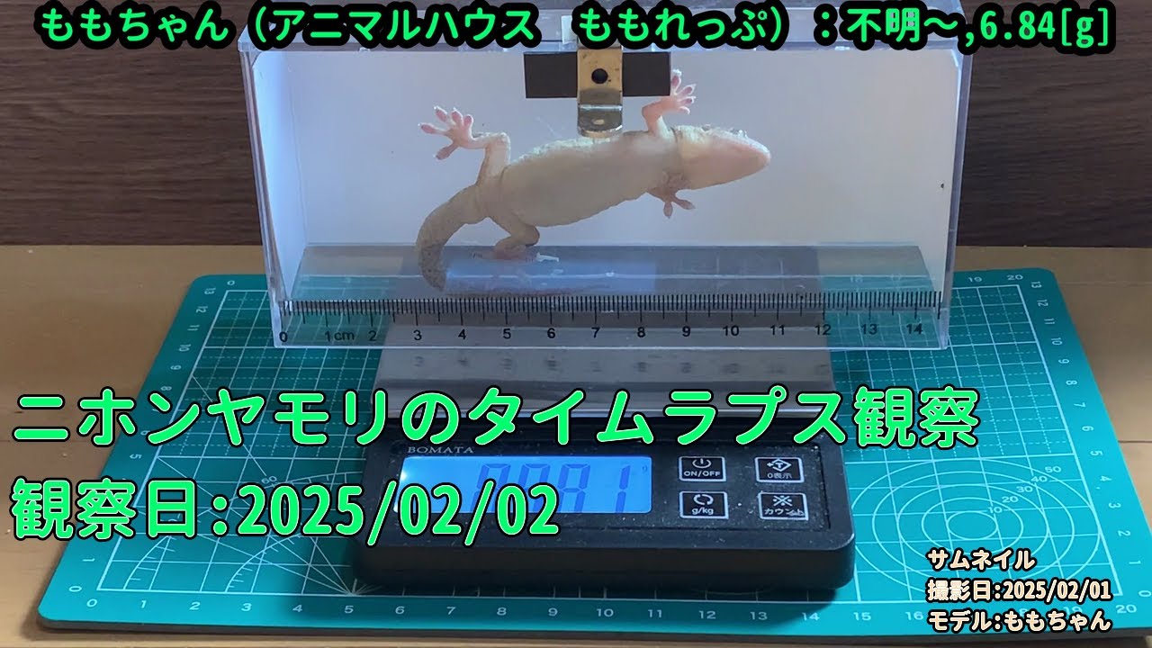 【For Work】 RPi-Cam-Web-Interfaceを用いたニホンヤモリのTimelapse観察 2025年02月02日 ...
