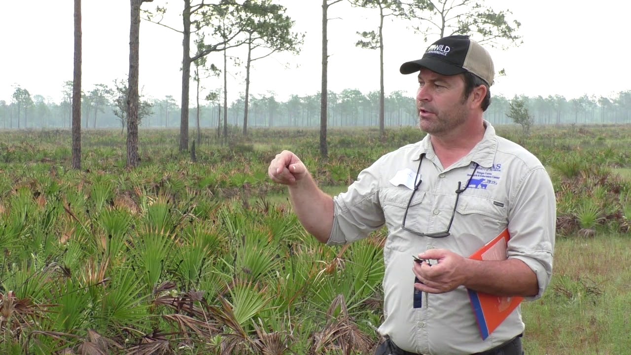 Quail Field Day - Morning quail calls and spring cock counts - YouTube