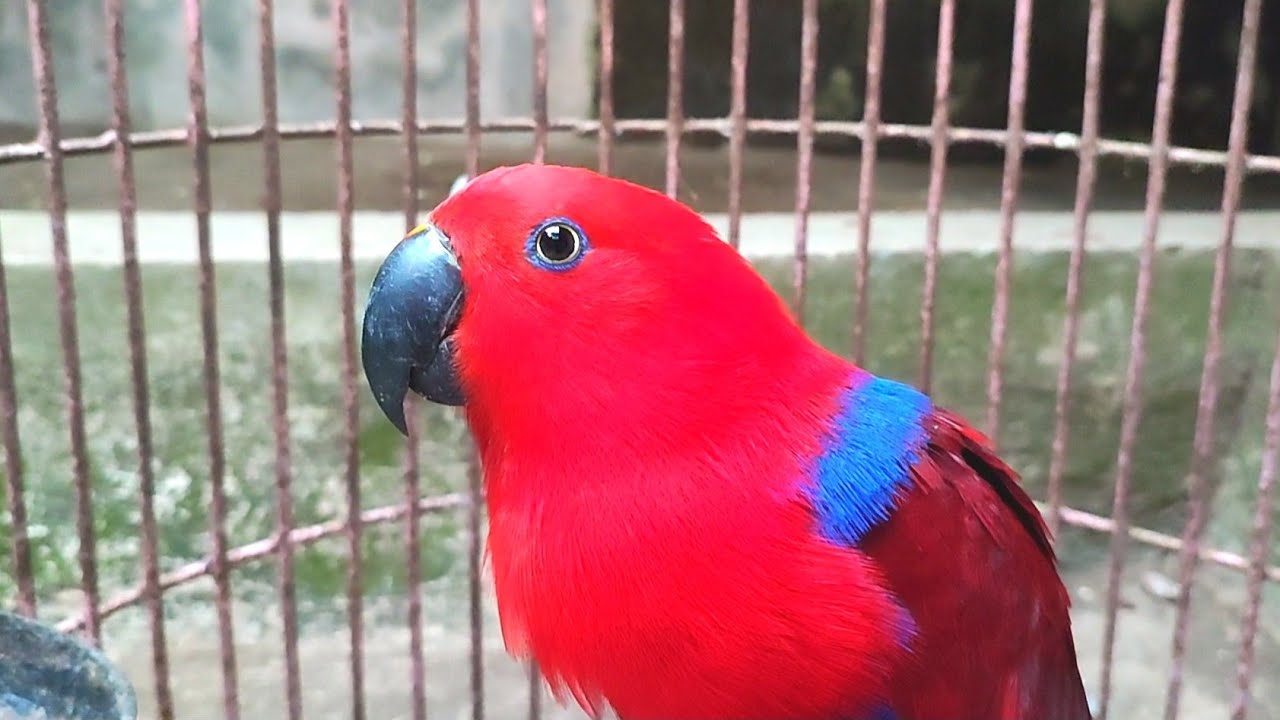 BURUNG NURI BAYAN YANG SANGAT CANTIK DI LIHAT .BULUNYA YANG MEMPESONA ...