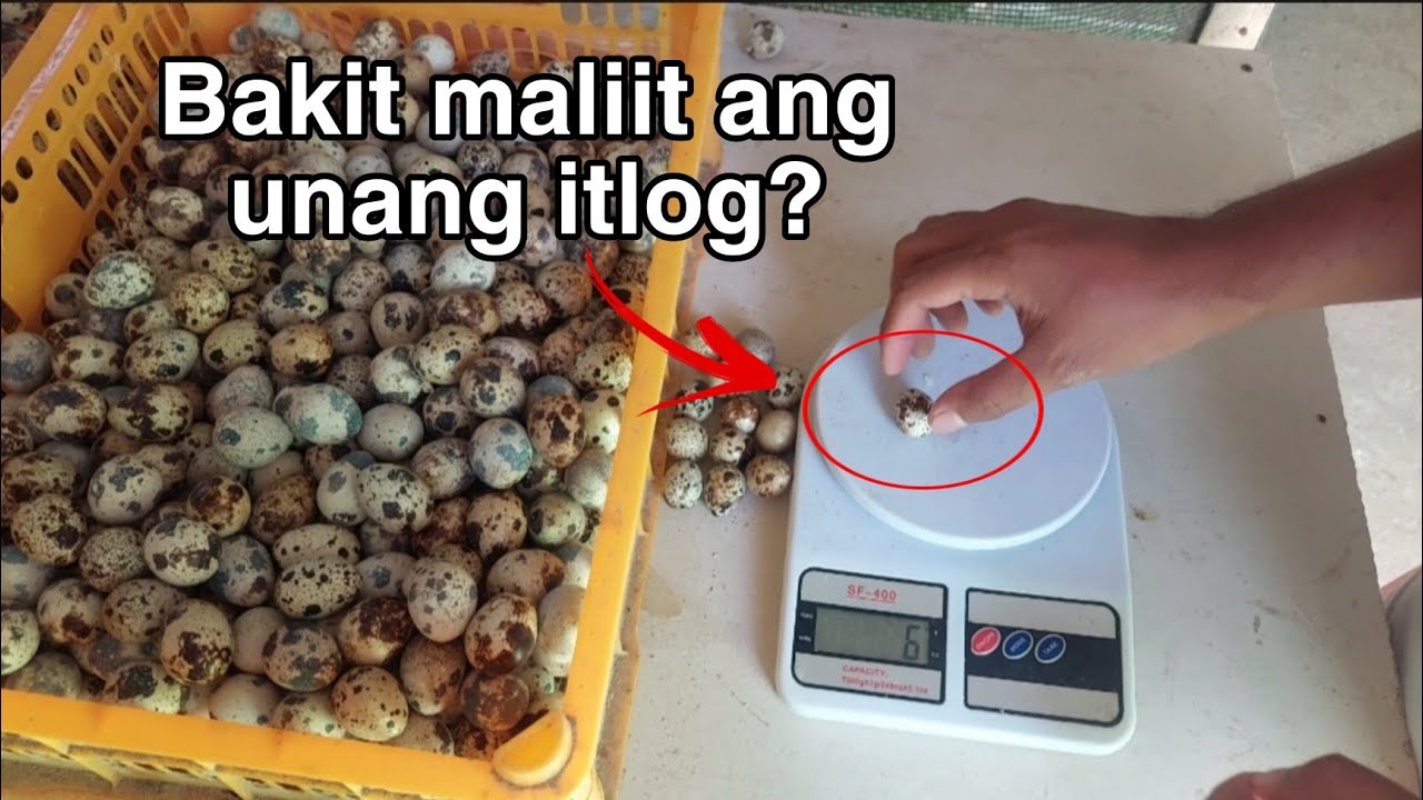 Quail Farming | Bakit maliit ang unang itlog ng pugo? - YouTube