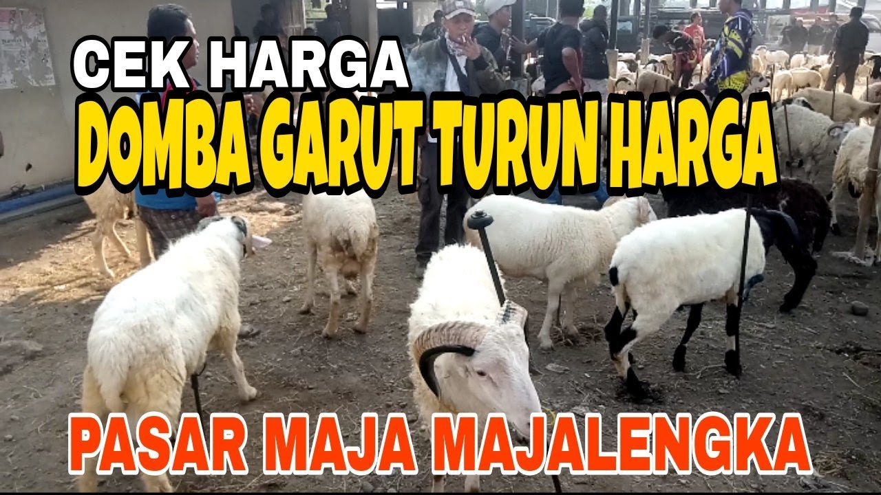 harga domba garut di pasar maja majalengka juli 2024 - YouTube