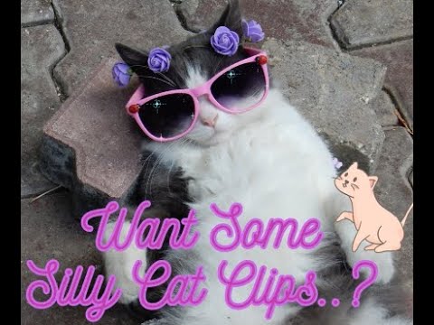 Silly Funny Cats WITH AUDIO Featuring 'Electric Piano Cat' Cats Make ...