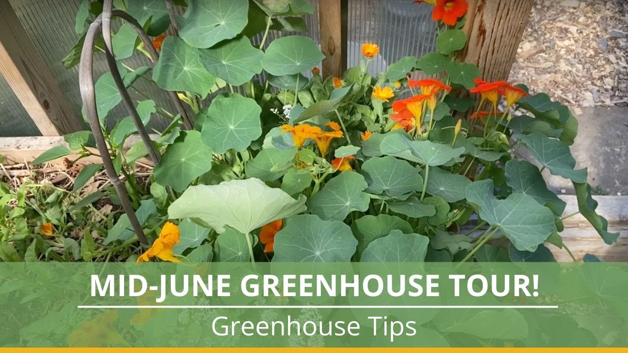 Mid-June Greenhouse Tour! - YouTube