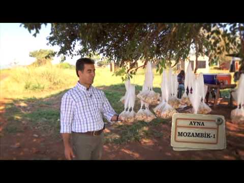 Ayna bu Cumartesi yeni bölümü Mozambik ile ekranlarda