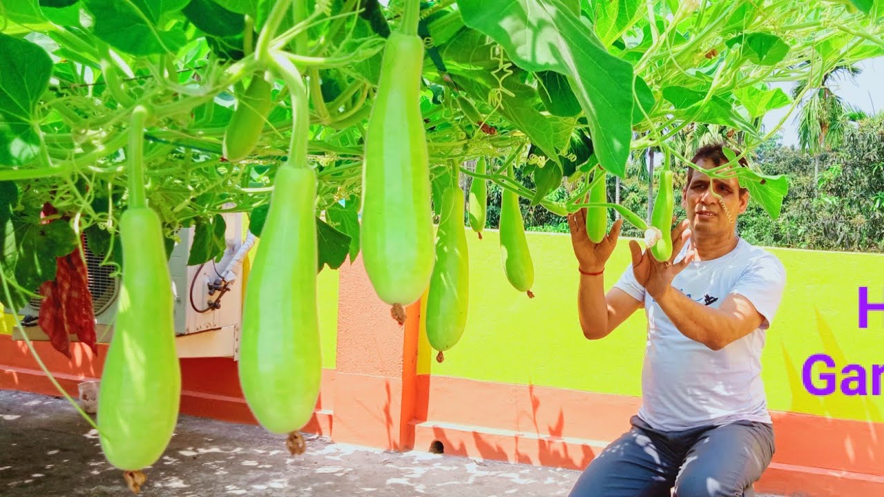 Roof Gardening-Lauki plant on Roof | छत पर लौकी की बागवानी | Part 1 ...