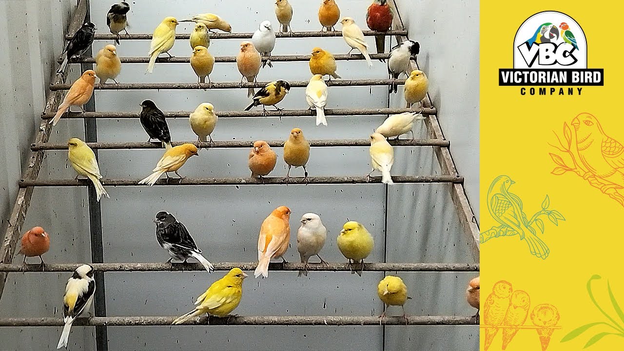 Current Aviary Birds Ferntree Gully | Victorian Bird Co - YouTube