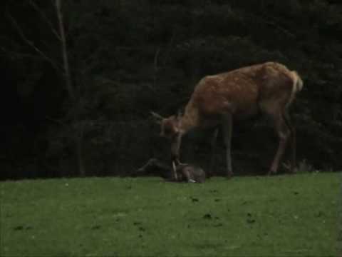 Baby Deer Being Born Part 2 - YouTube