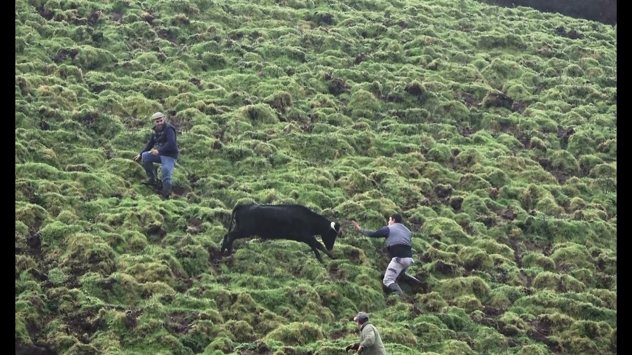 Catching A Sick Bull - Apanhar Um Touro Doente - Ganadaria JAF - YouTube