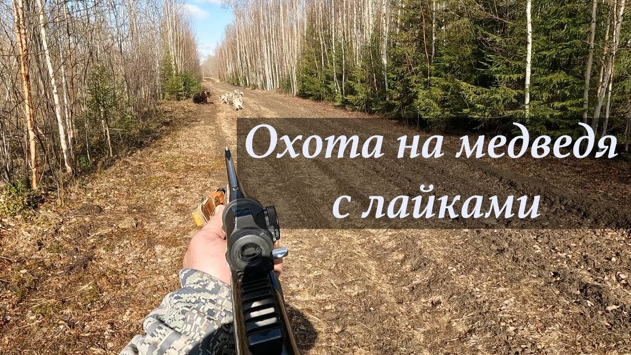 Охота на медведя с лайками. - YouTube