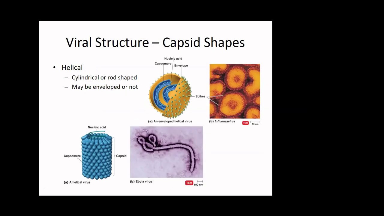 Ch 06 Acellular Microbes Lecture Video - YouTube