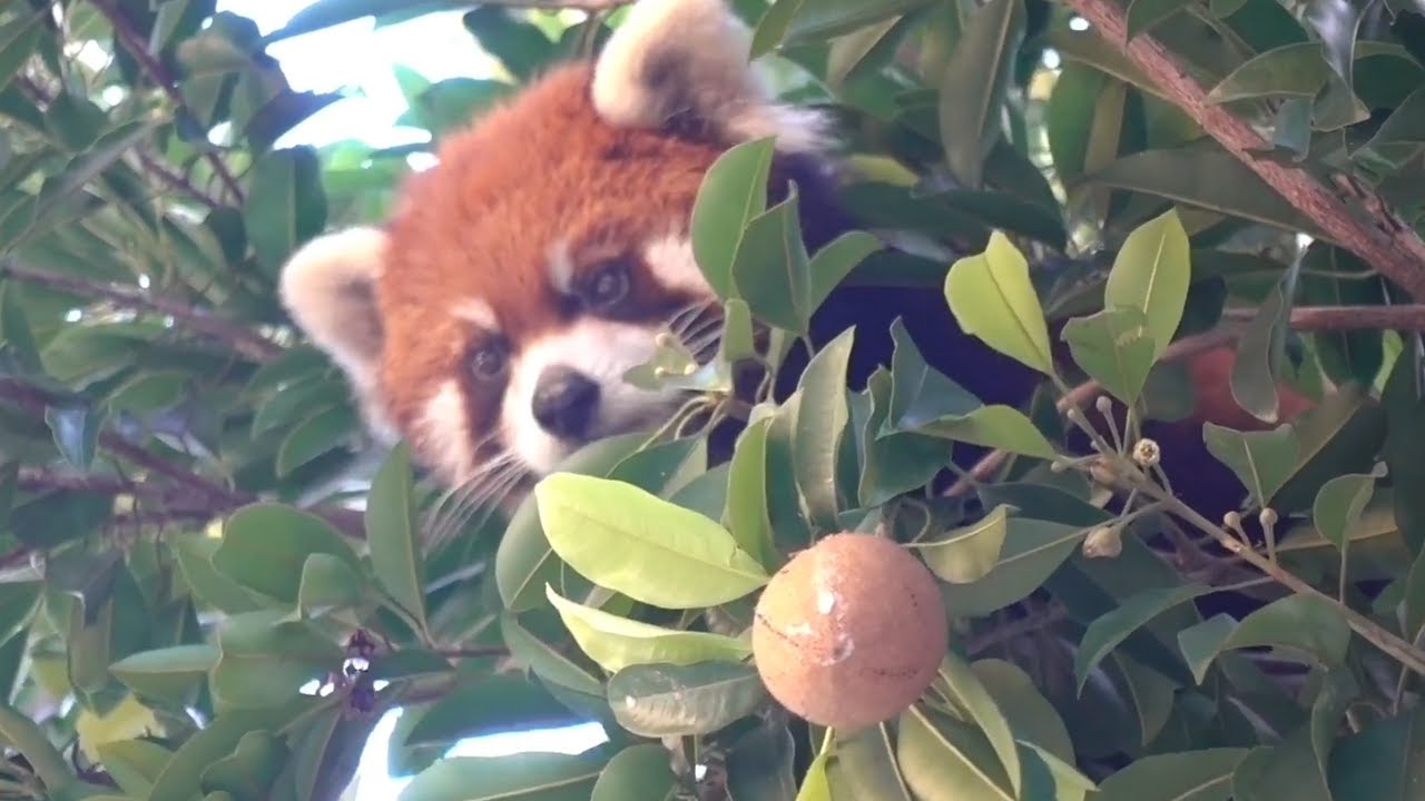 【red panda】Wild fruits are the best in summer! - YouTube