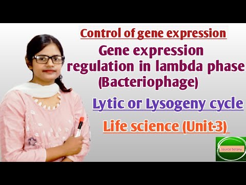 Gene expression regulation in lambda phase (bacteriophage) | Lytic or Lysogeny cycle |LIFE ...