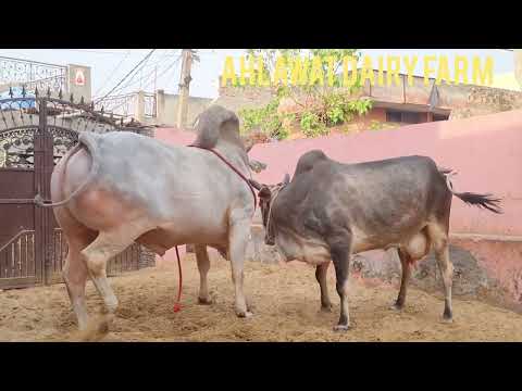 👍EXCELLENT## HARYANA BREED PREGNANT BY 🙏RUDRANATH MAHARAJ JI 👈