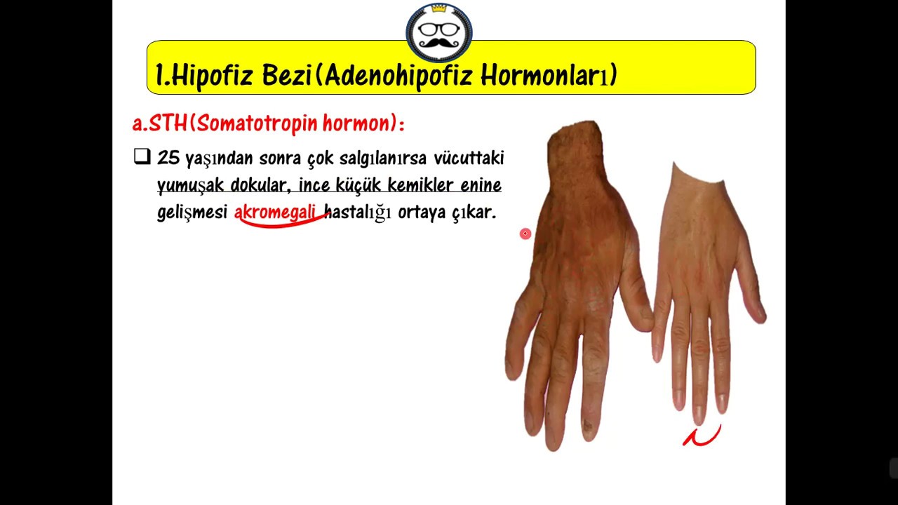 13 HİPOFİZ BEZİ HORMONLARI - YouTube