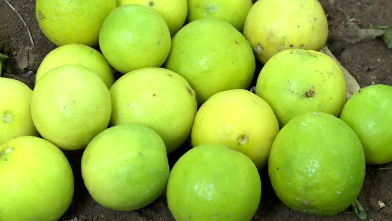 Lime cultivation Farmer success story - YouTube