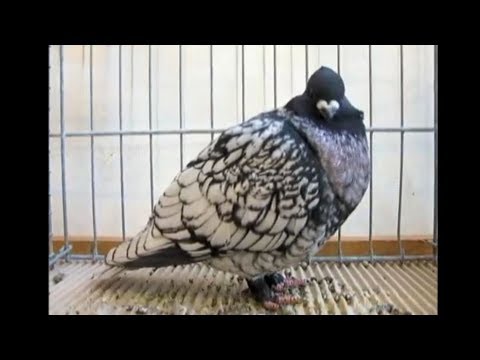 Einfarbige Luzerner Tauben schwarzgesäumt, Taubenschau Bulle 2013