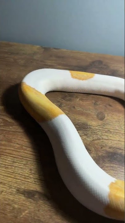 Coral glow pied ball python - YouTube