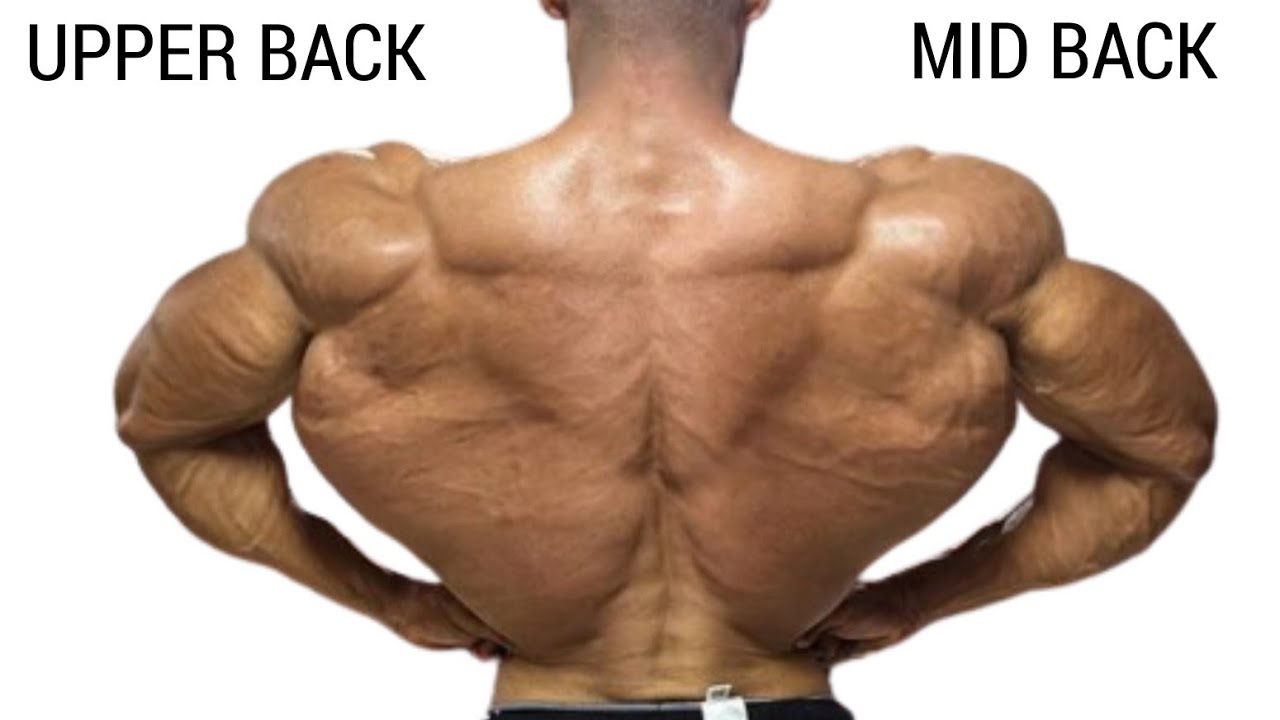 Different Back Exercises Variation for Building The Middle Back and ...