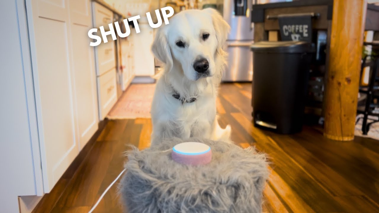 My Dog Meets Alexa... - YouTube