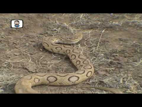 Russells Viper snake - YouTube