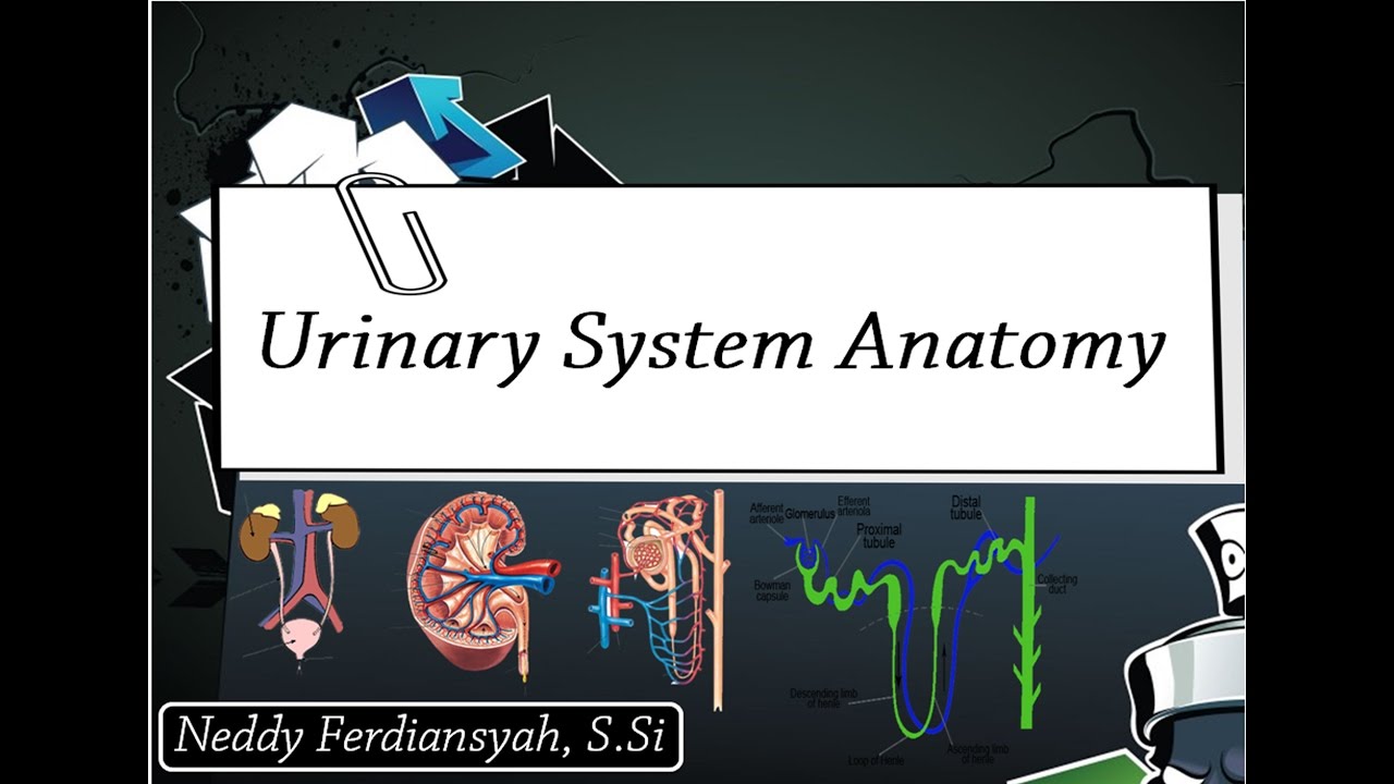 Diagram Of The Urinary System World Of Reference