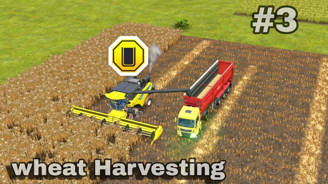 Wheat 🌾 Harvesting and Cultivate Fields 🚜 In FS 16 || Farming Simulator ...