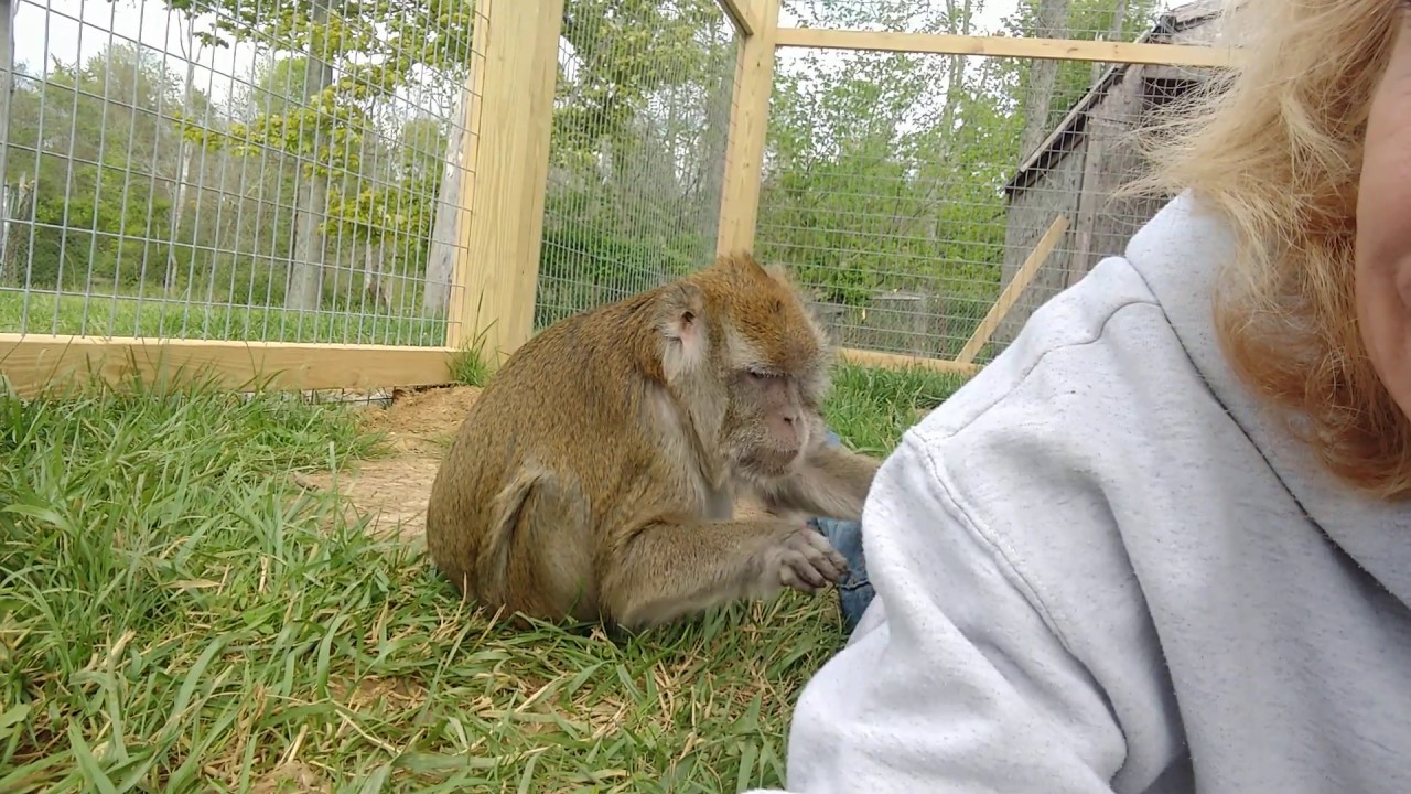 Spanked By A Monkey ASMR #BugsBullock - YouTube