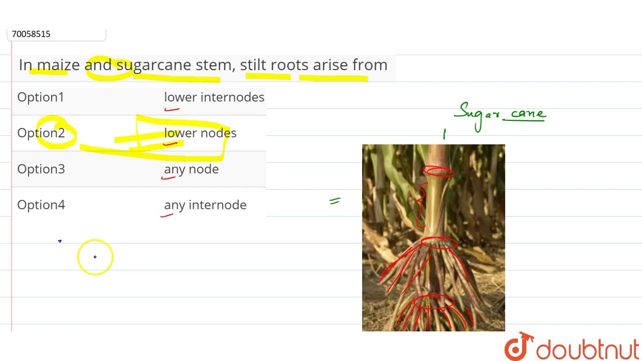 Prop Roots Of Sugarcane