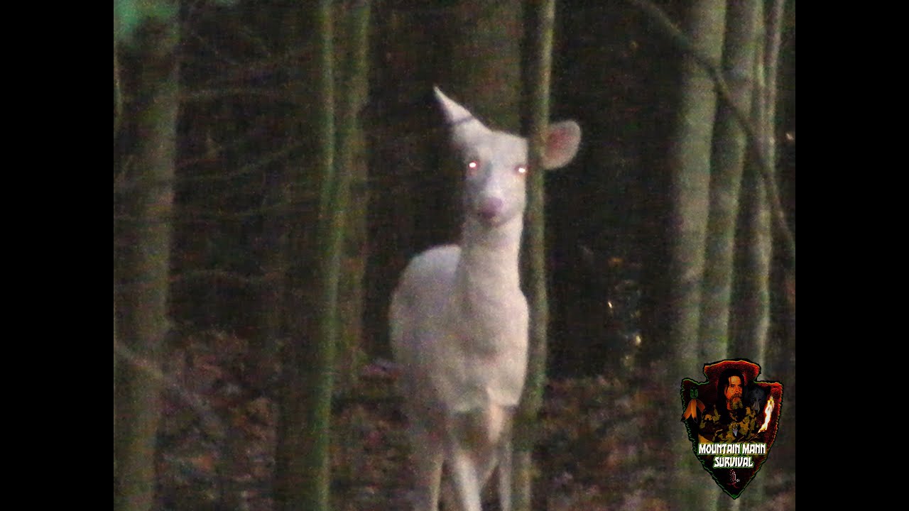 GHOST DEER - YouTube