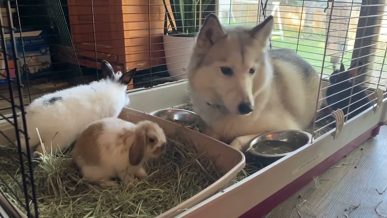 Husky Watches Over Rabbit Kittens by Moving Into Kennel - YouTube