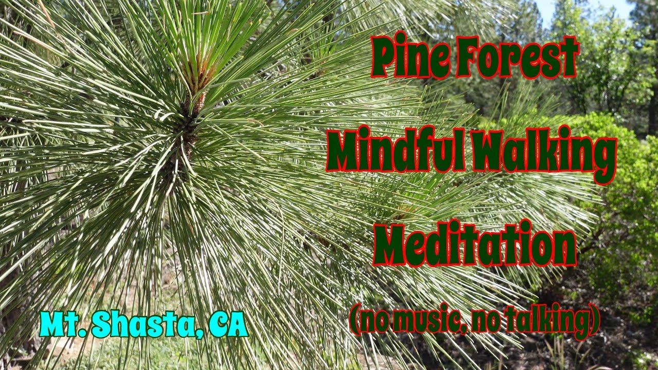 Pine Forest Nature's Sounds Mindful Walking Meditation Mount Shasta ...