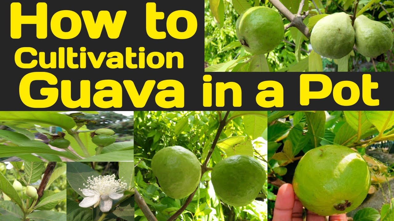 How to Cultivation Guava Tree/ How to Grow Guava Tree in a Pot. @SH ...