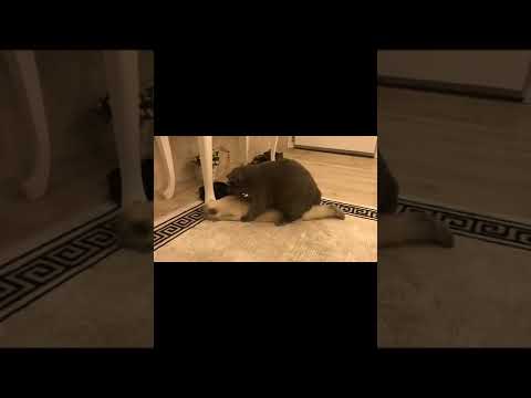 British cat mating at home ( Scothish fold & british shorthair blue)