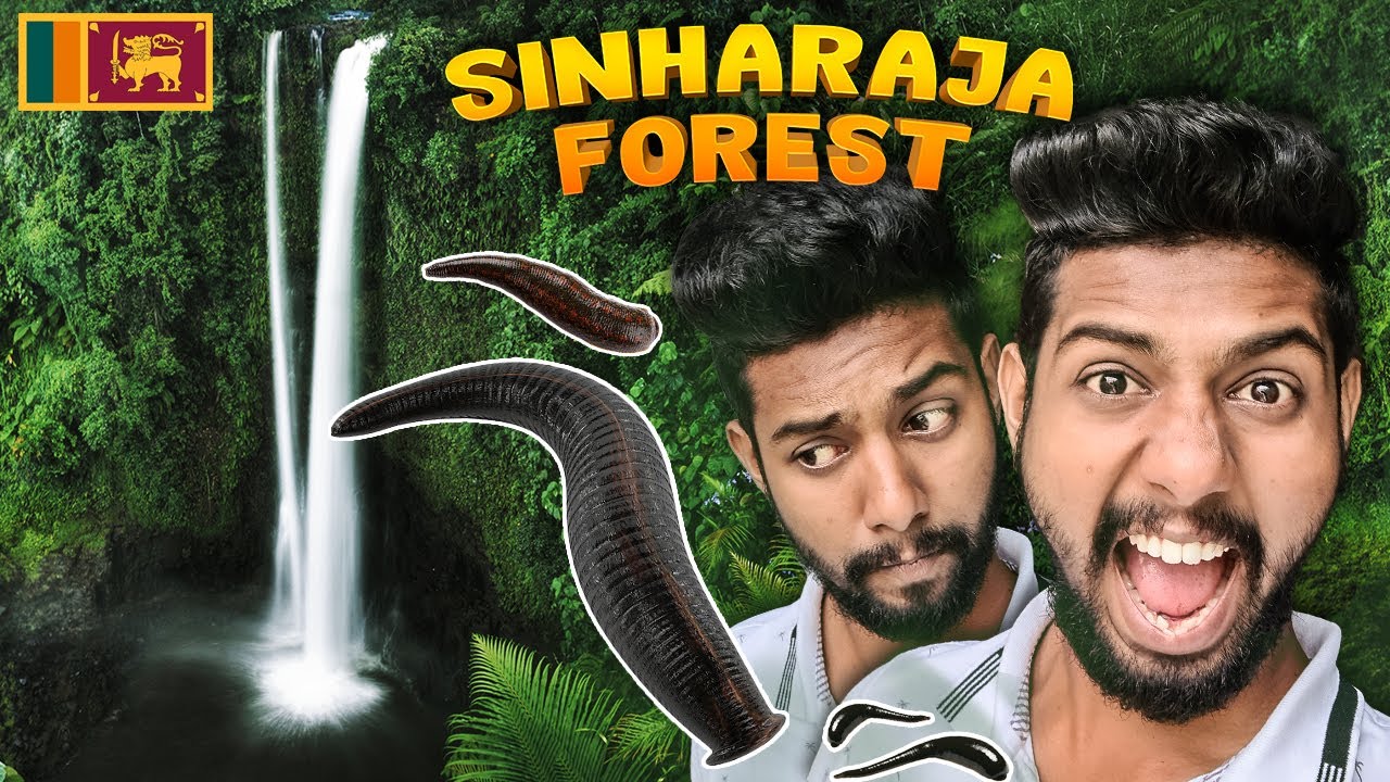 Forest experience with Leeches & hidden waterfall | සිංහරාජ වනන්තරේ ...