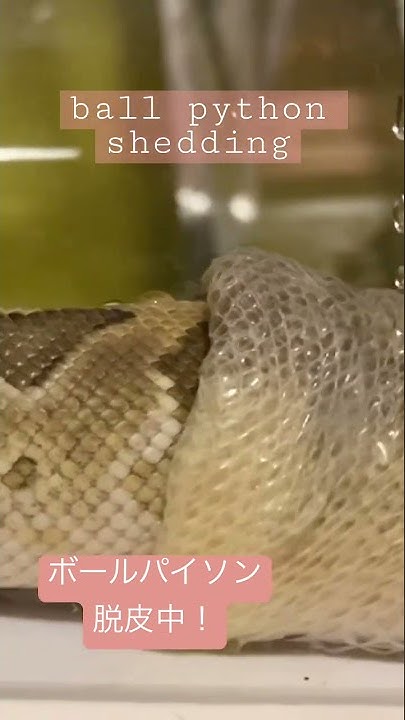 【ball python】【Shedding】ボールパイソンの脱皮ball python shedding - YouTube