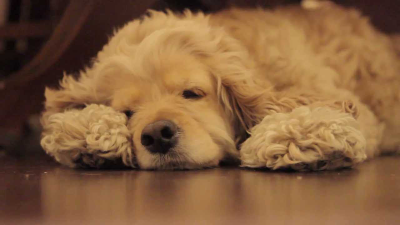 Cocker Spaniel Sleeping - YouTube