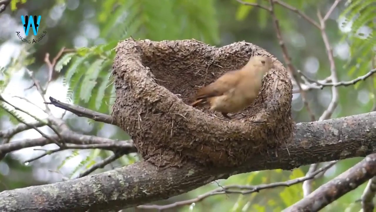 Nest Building of Engineer Bird_Rufous Hornero Nest Building. - YouTube