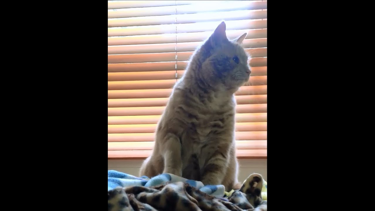 Blind Cat Cheeze Preen's The Couch Before Taking A Nap - YouTube