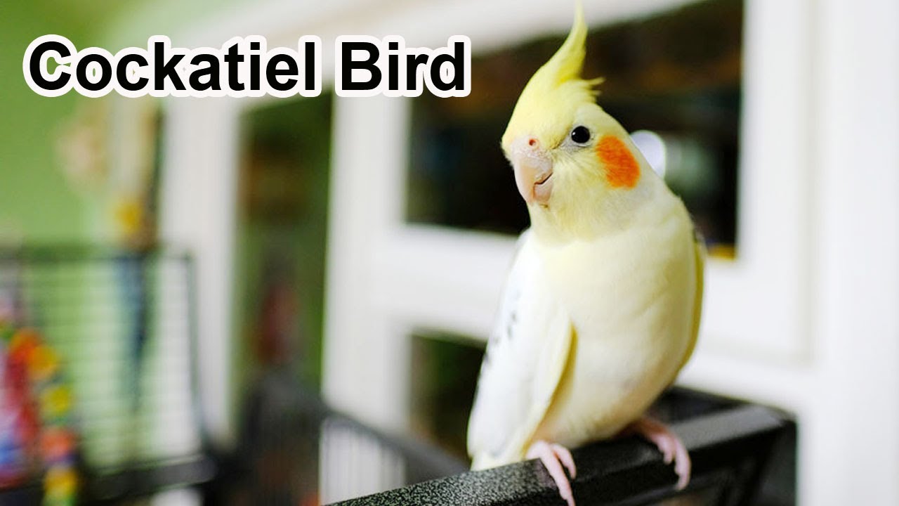 Cockatiel bird keeping | Cockatiel bird sound | ককাটিয়েল পাখি পালন HD ...