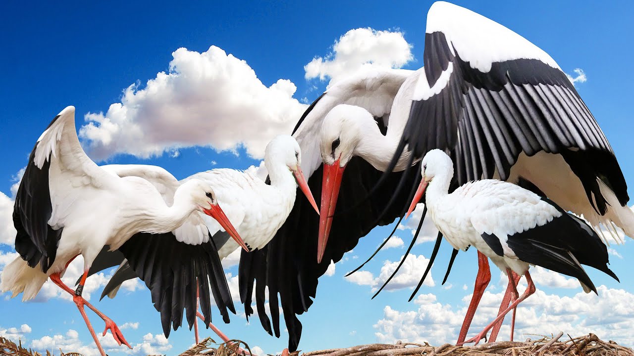 Beautiful Storks Bird Cute Stork Natural Wildlife - YouTube
