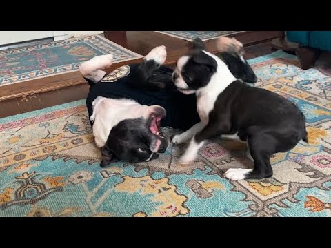 My Boston Terrier Plays With His Puppy Brother! - YouTube