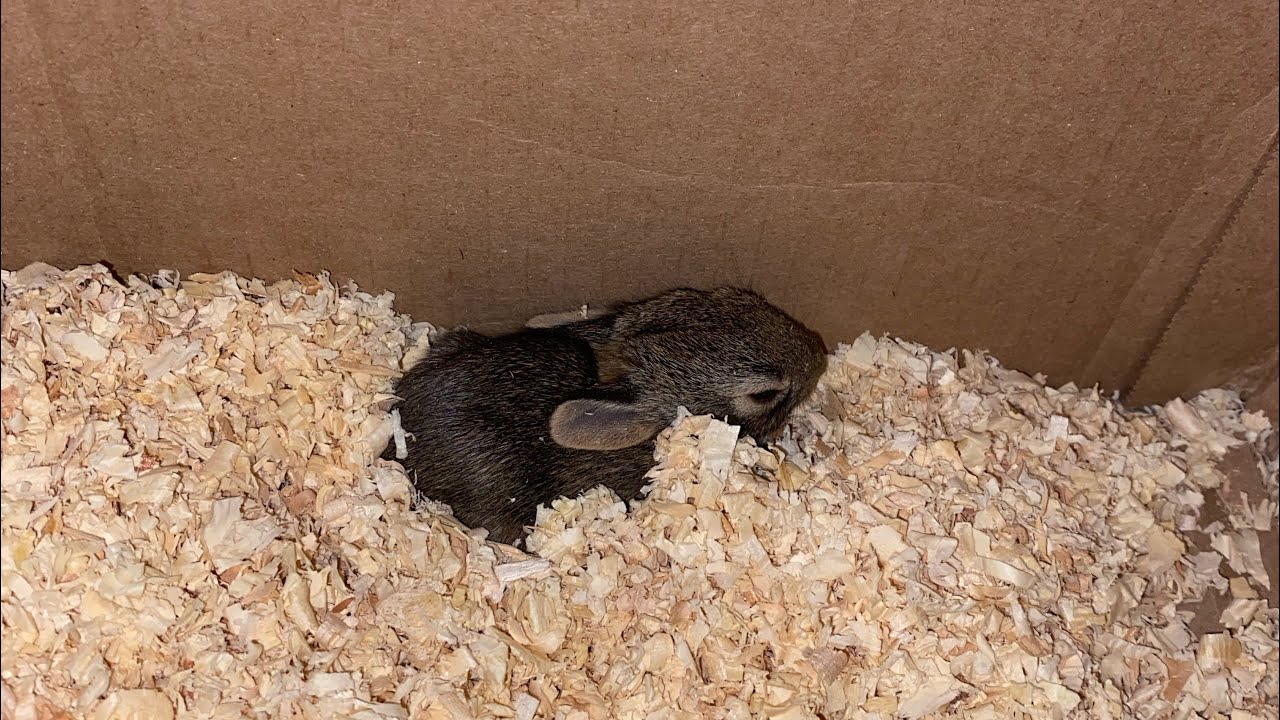 We Found Baby Rabbits - YouTube
