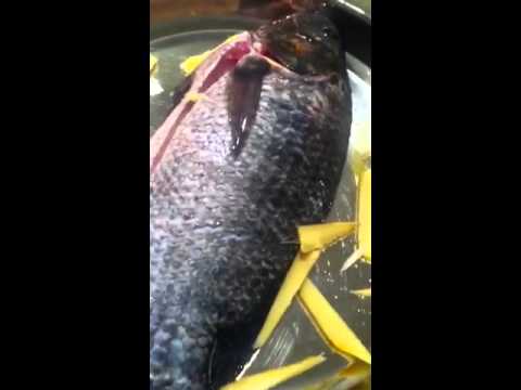 Dead Moving Fish - YouTube