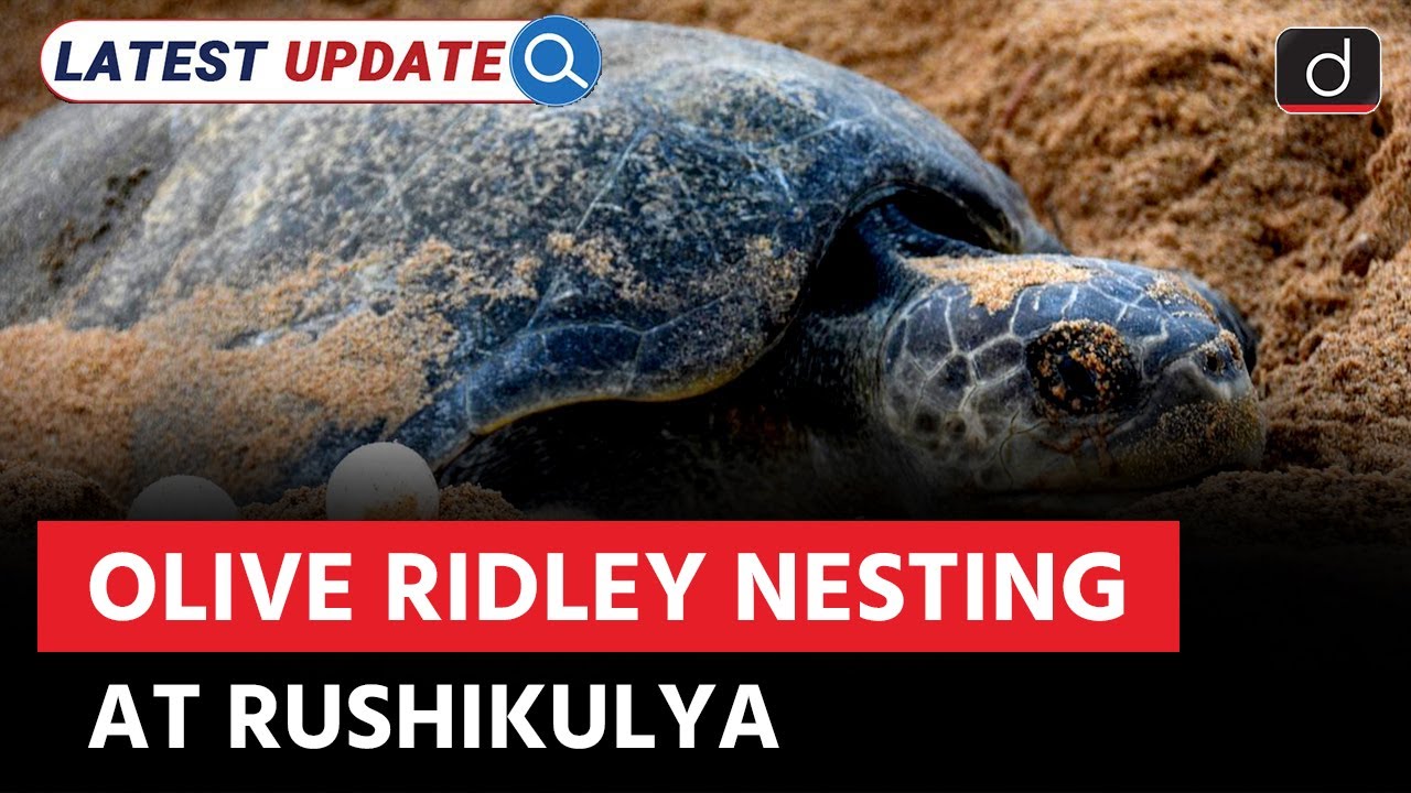 Olive Ridley Nesting at Rushikulya | Odisha | Latest Update | Drishti ...
